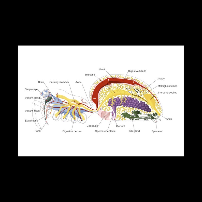 Female Spider Internal Anatomy Insect Anatomical Diagram Art - Etsy