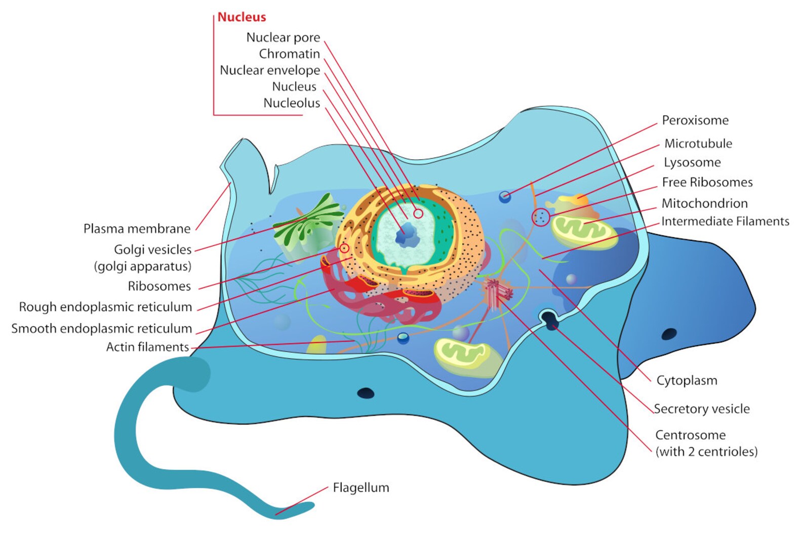 Parts of a Typical Animal Cell Cells Structure Biology Diagram Art ...