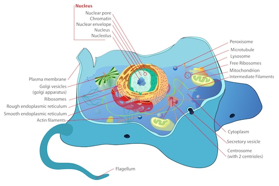 3d Diagram Van Een Dierlijke Cel Voor Kinderen
