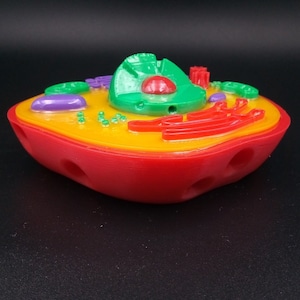 Plant Animal Cell Cells Cellular Micro Biology Sculpture Cut Away Model ...