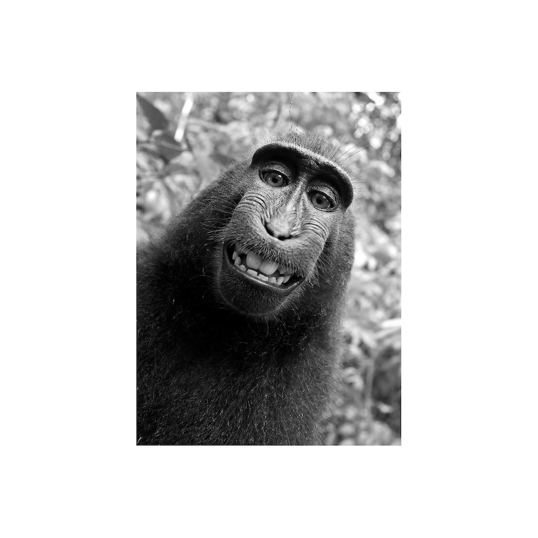 Self-portrait of Naruto Female Macaque Ape Monkey Selfie Photo Poster ...