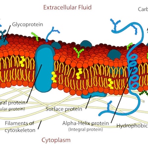 Cell Membrane Poster - Etsy