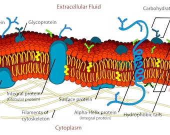 Lipid Bilayer Diagram
