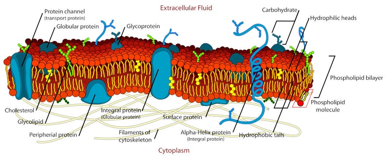 Lipid Bilayer Cell Membrane Structure Detailed Diagram Chart Art Print ...