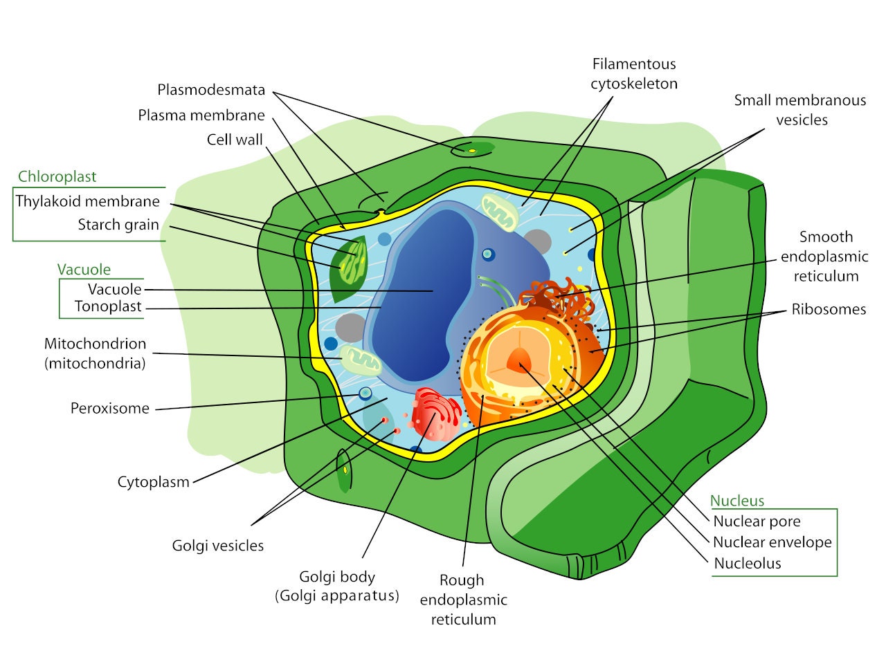 Parts of a Typical Plant Cell Cells Structure Biology Diagram Art Print ...