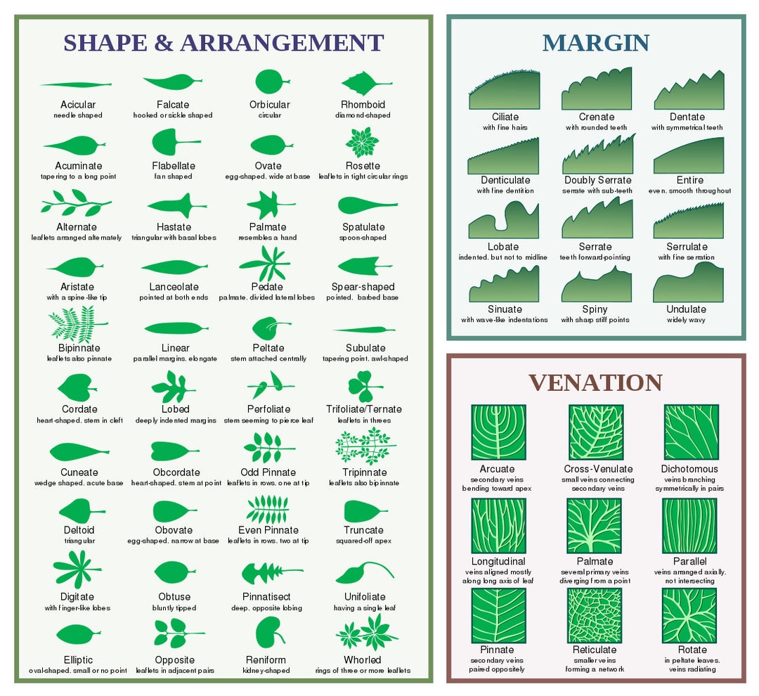 Leaf Morphology Structure Plants Diagram Chart Photo Poster - Etsy