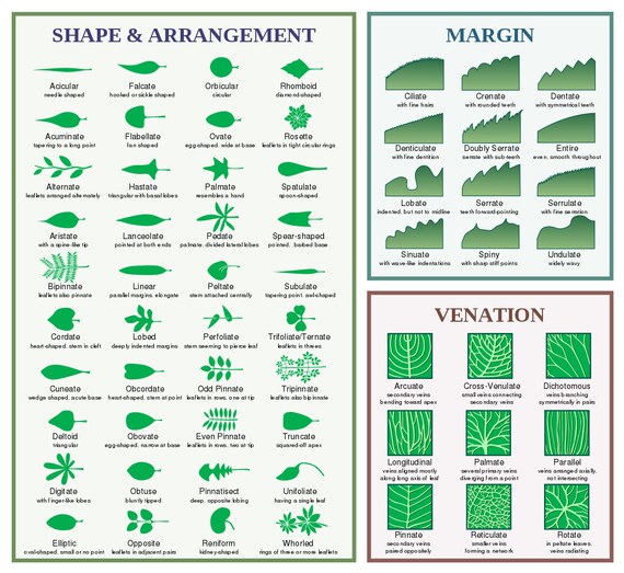 Leaf Morphology Structure Plants Diagram Chart Photo Poster - Etsy