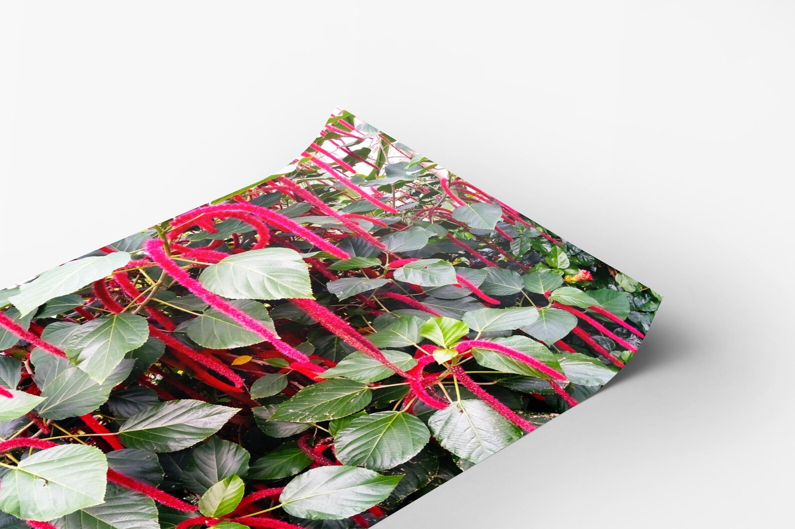 Acalypha Hispida Chenille Plant Red Hot Cat Tail Medusa Photo Poster ...