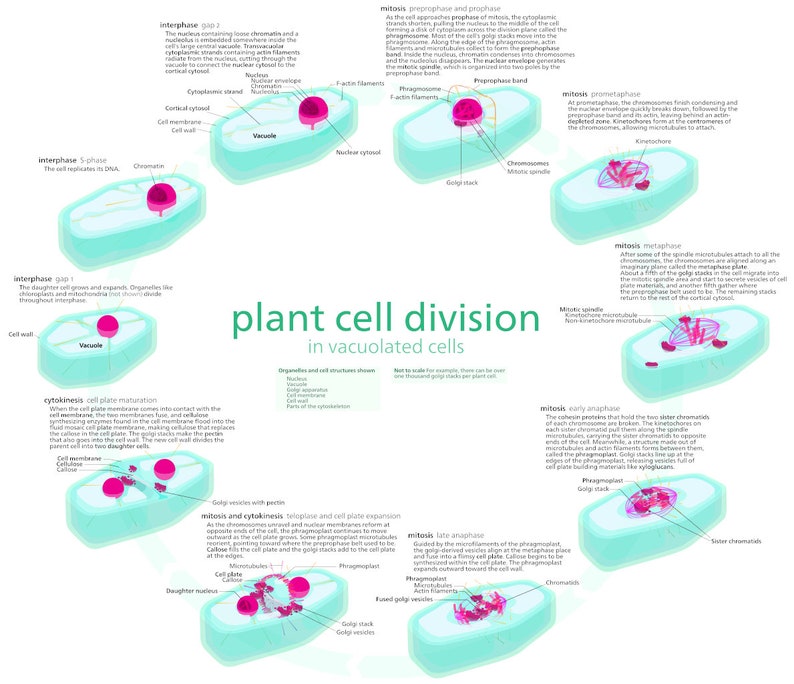 Plant Cell Cycle Mitosis Phase Cells Structure Biology Diagram Art ...