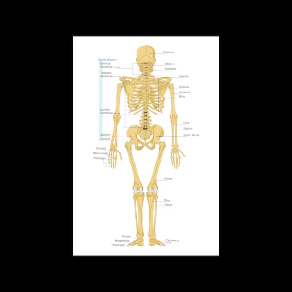 Skeleton Bones Labeled Back