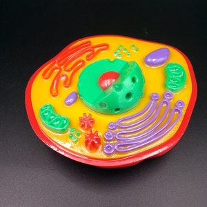 Plant Animal Cell Cells Cellular Micro Biology Sculpture Cut Away Model ...