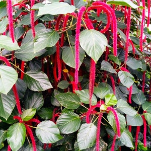 Acalypha Hispida Chenille Plant Red Hot Cat Tail Medusa Photo Poster ...