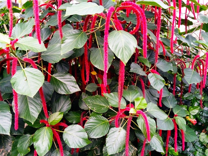 Acalypha Hispida Chenille Plant Red Hot Cat Tail Medusa Photo Poster ...