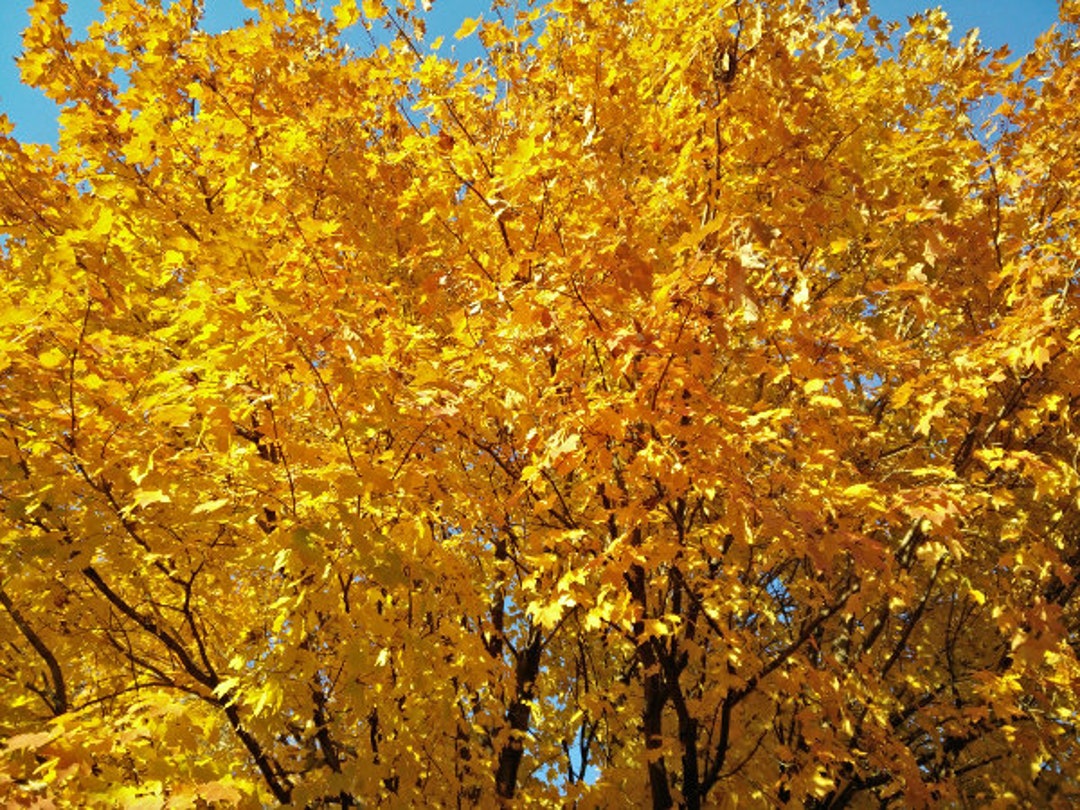 Autumn Fall Golden Gold Orange Tree Foliage Leaves 18 X 24 Inch Poster ...