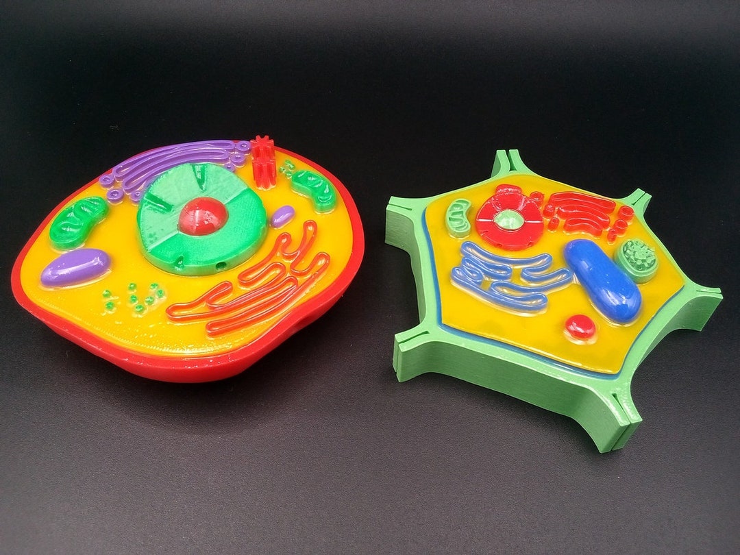 Plant Animal Cell Cells Cellular Micro Biology Sculpture Cut Away Model ...