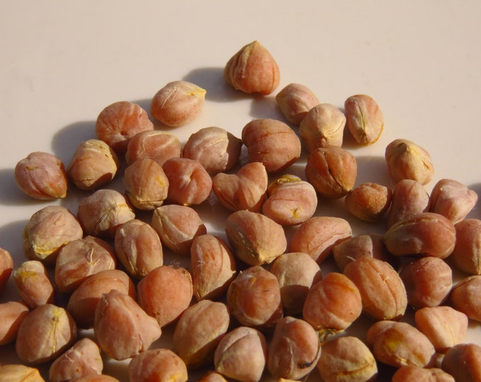 25 Fresh Kousa Japanese Dogwood Tree Cornus Kousa Seeds 2023 Season - Etsy