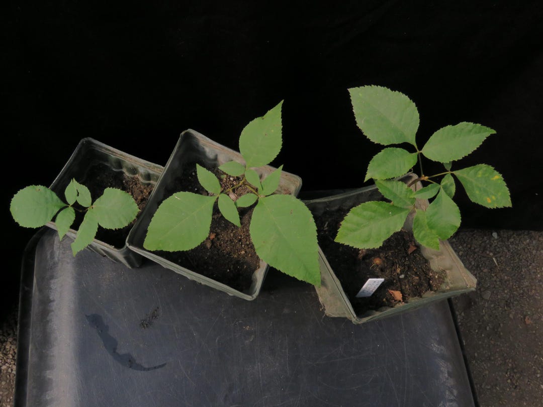 2 Shagbark Hickory Carya Ovata Seedling Trees Sweet Edible Nuts in the ...