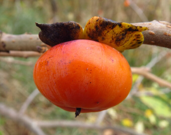 5 American Persimmon Tree Saplings Diospyros Virginiana, Sweet ...