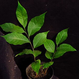2 Larger Pawpaw Asimina Triloba Seedling Trees Indiana Banana Delicious ...