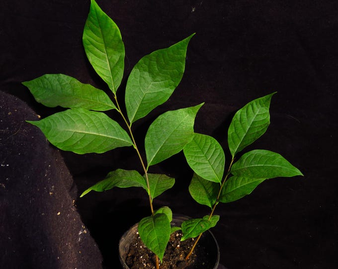 2 Larger Pawpaw Asimina Triloba Seedling Trees Indiana Banana Delicious ...