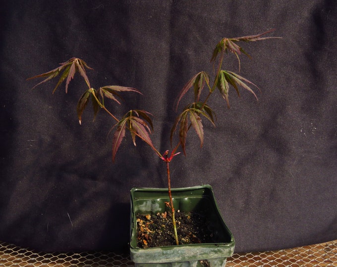 Red Leaf Japanese Maple Tree Sapling Acer Palmatum for Bonsai or Yard ...