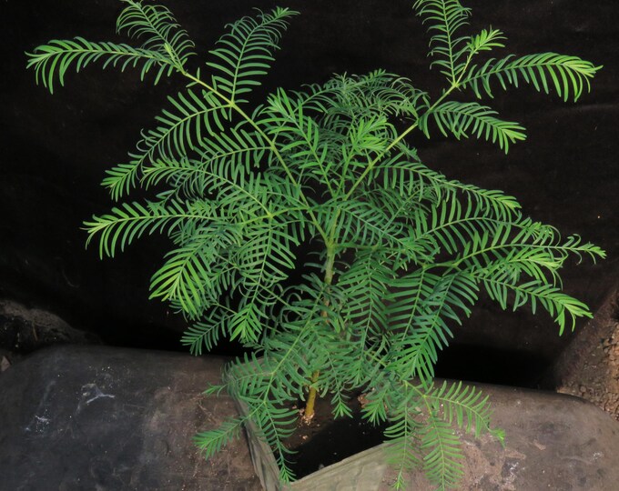 Metasequoia Glyptostroboides Trees Dawn Redwood Deciduous Conifer 13 ...