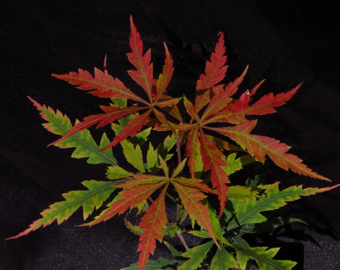 Red Leaf Japanese Maple Sapling Tree Acer Palmatum Highly Indented ...