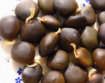 Kentucky Coffee Tree Seeds, Gymnocladus Dioicus, for Growing, Crafting ...