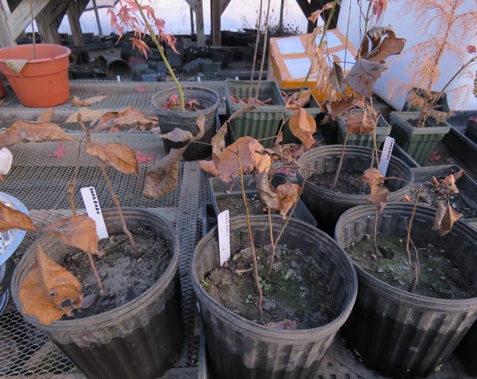 2 Shagbark Hickory Carya Ovata Seedling Trees Sweet Edible Nuts in the ...
