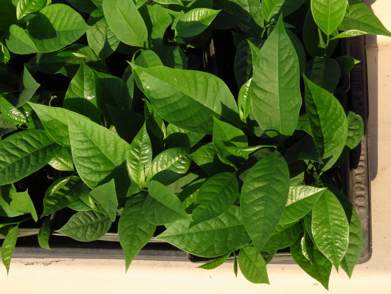 20 Fresh Pawpaw Seeds Indiana Banana Asimina Triloba Wild Native Fruit ...