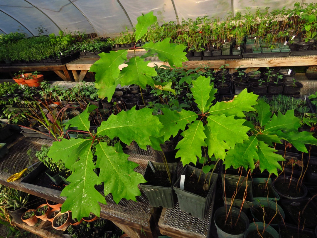 2 Red Oak Sapling Trees Quercus Rubra Magnificent Fall Colors - Etsy