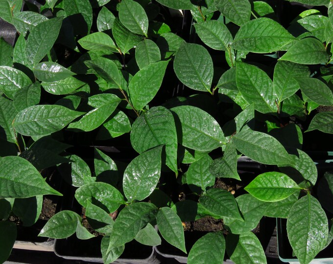 12 Smaller Pawpaw Asimina Triloba Native Wild Fruit Tree Saplings ...