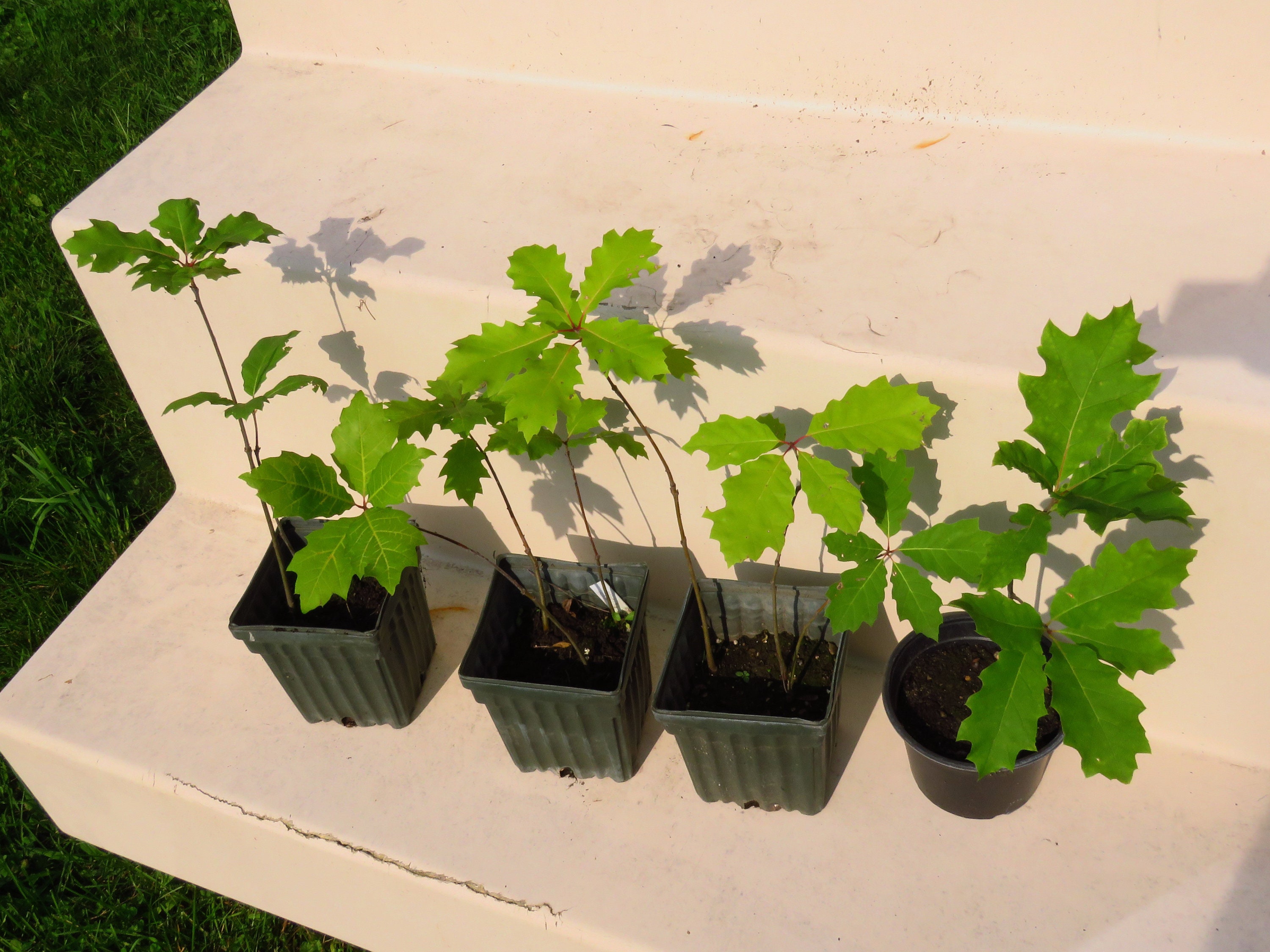 Oak Tree Sapling Identification