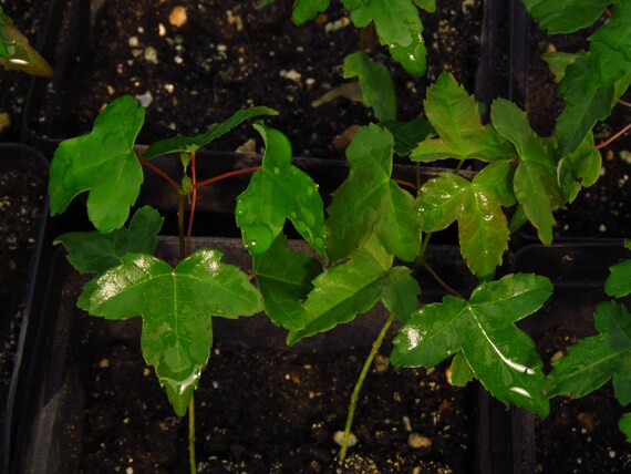 Acer Buergerianum Seedling