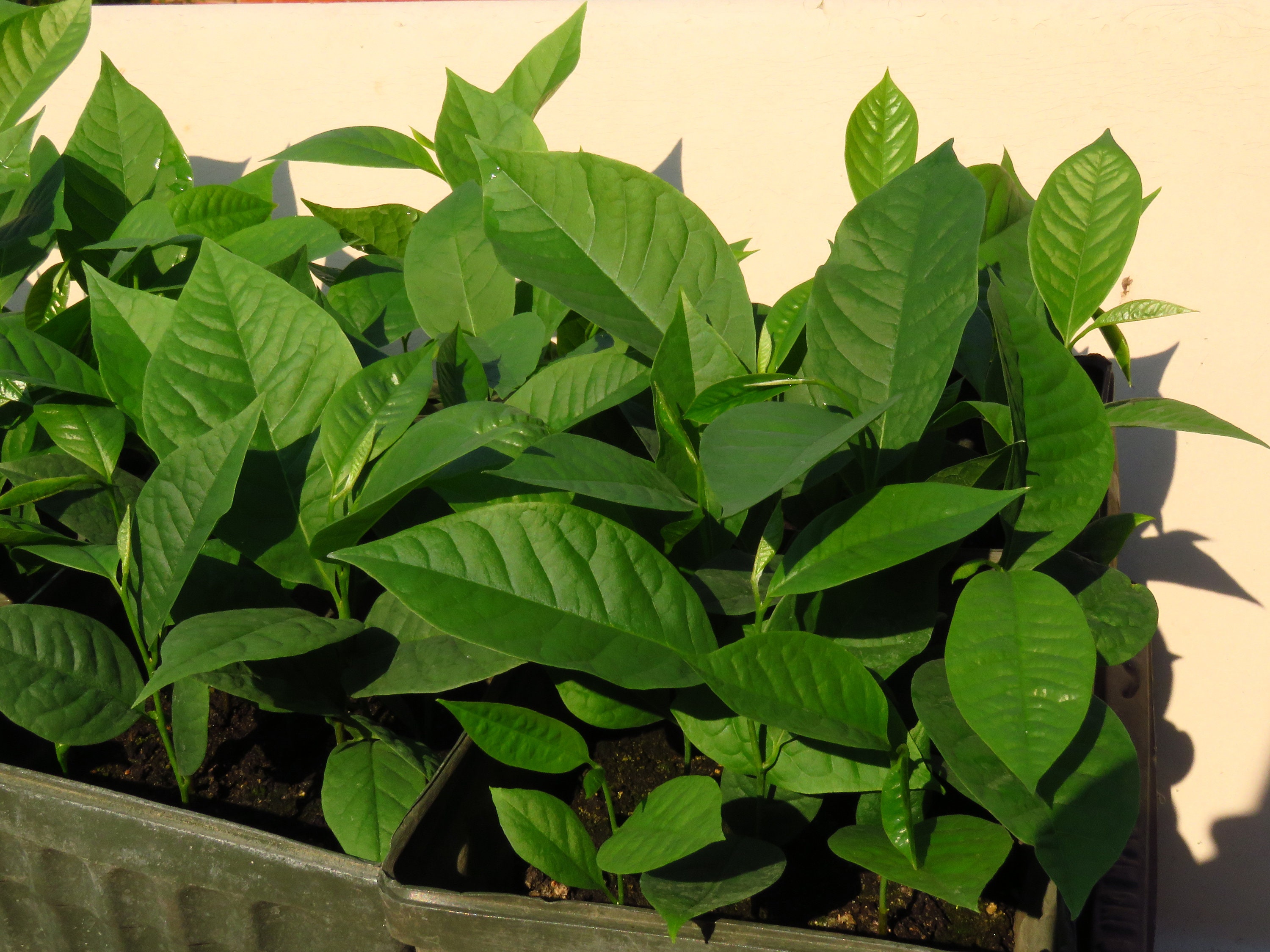 20 Fresh Pawpaw Seeds Indiana Banana Asimina Triloba Wild Native Fruit ...