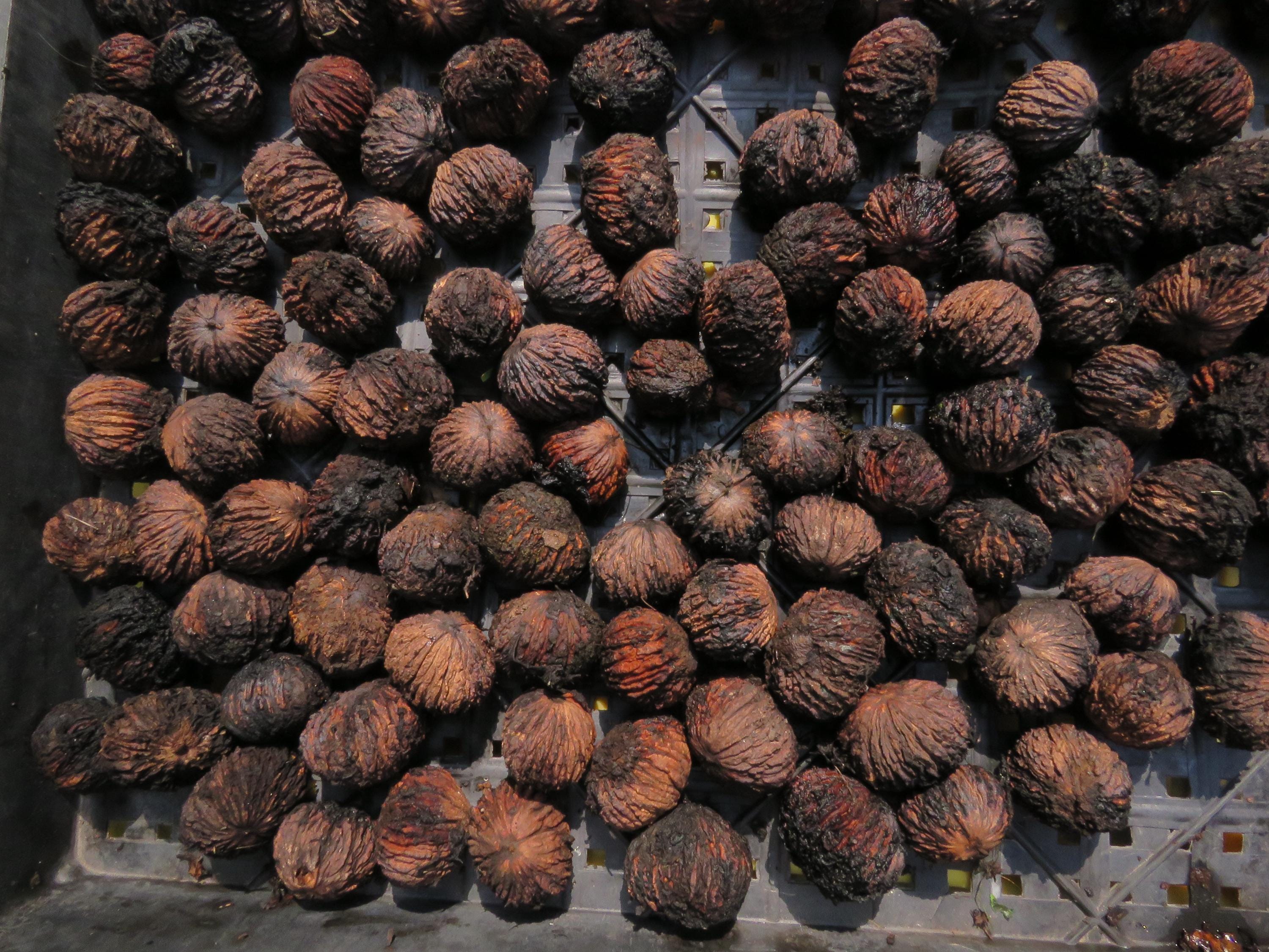 30 Fresh Eastern Black Walnut Nuts, Shucked, No Hulls, Indiana 2025 ...