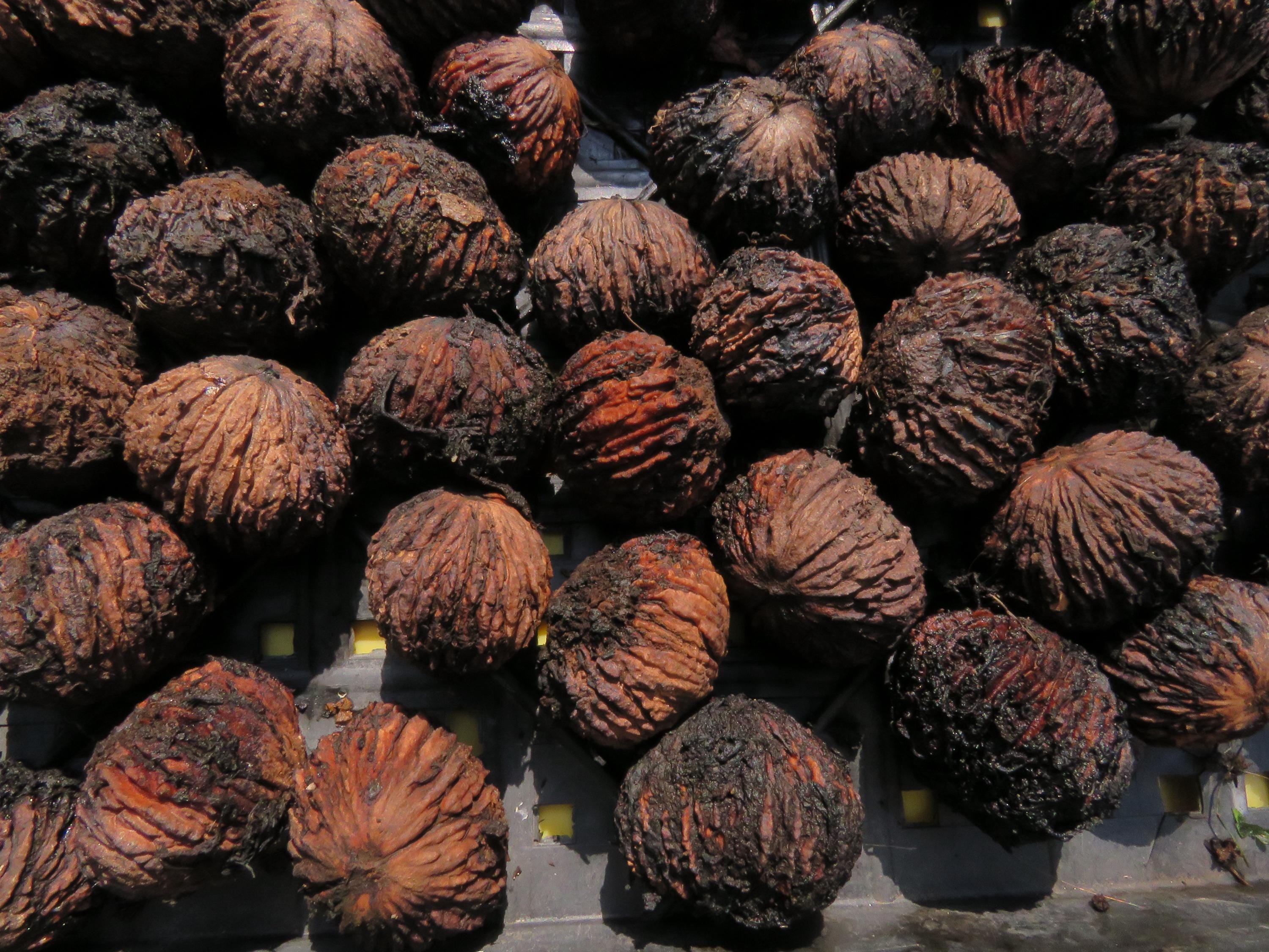 30 Fresh Eastern Black Walnut Nuts, Shucked, No Hulls, Indiana 2025 ...