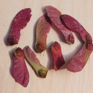 50 Fresh Acer Palmatum 'bloodgood' Red Leaf Japanese Maple Tree Seeds ...