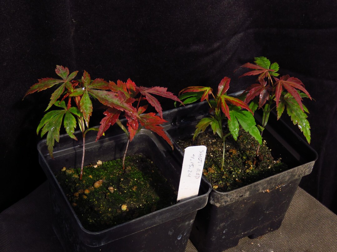 3 Red Leaf Japanese Maple Seedling Trees Acer Palmatum 'shoji Red' - Etsy