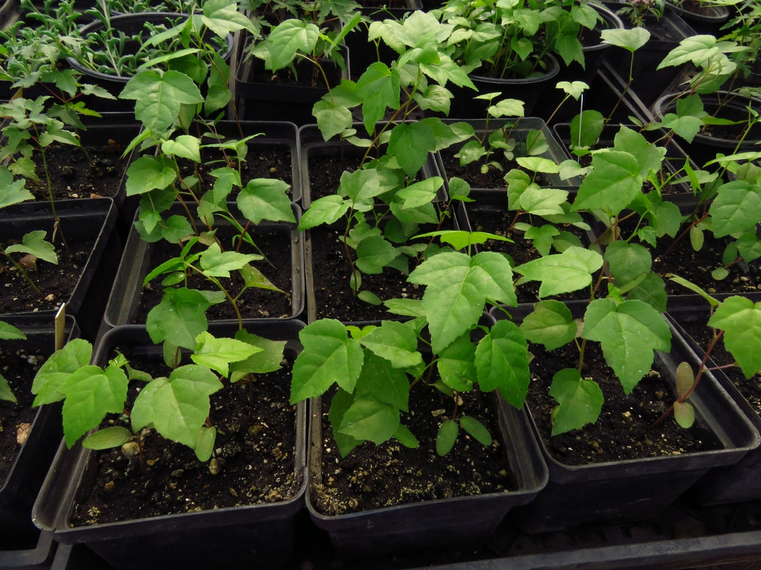 4 American Sweetgum Tree Seedlings Liquidamber Styraciflua - Etsy