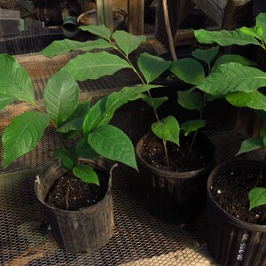 2 Larger Pawpaw Asimina Triloba Seedling Trees Indiana Banana Delicious ...