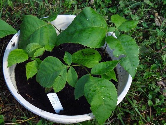 2 Red Hickory Tree Seedlings Carya Ovalis - Etsy