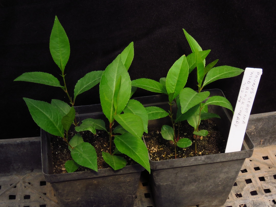 3 Wild Black Cherry Tree Seedlings Prunus Serotina Native Hardwood - Etsy