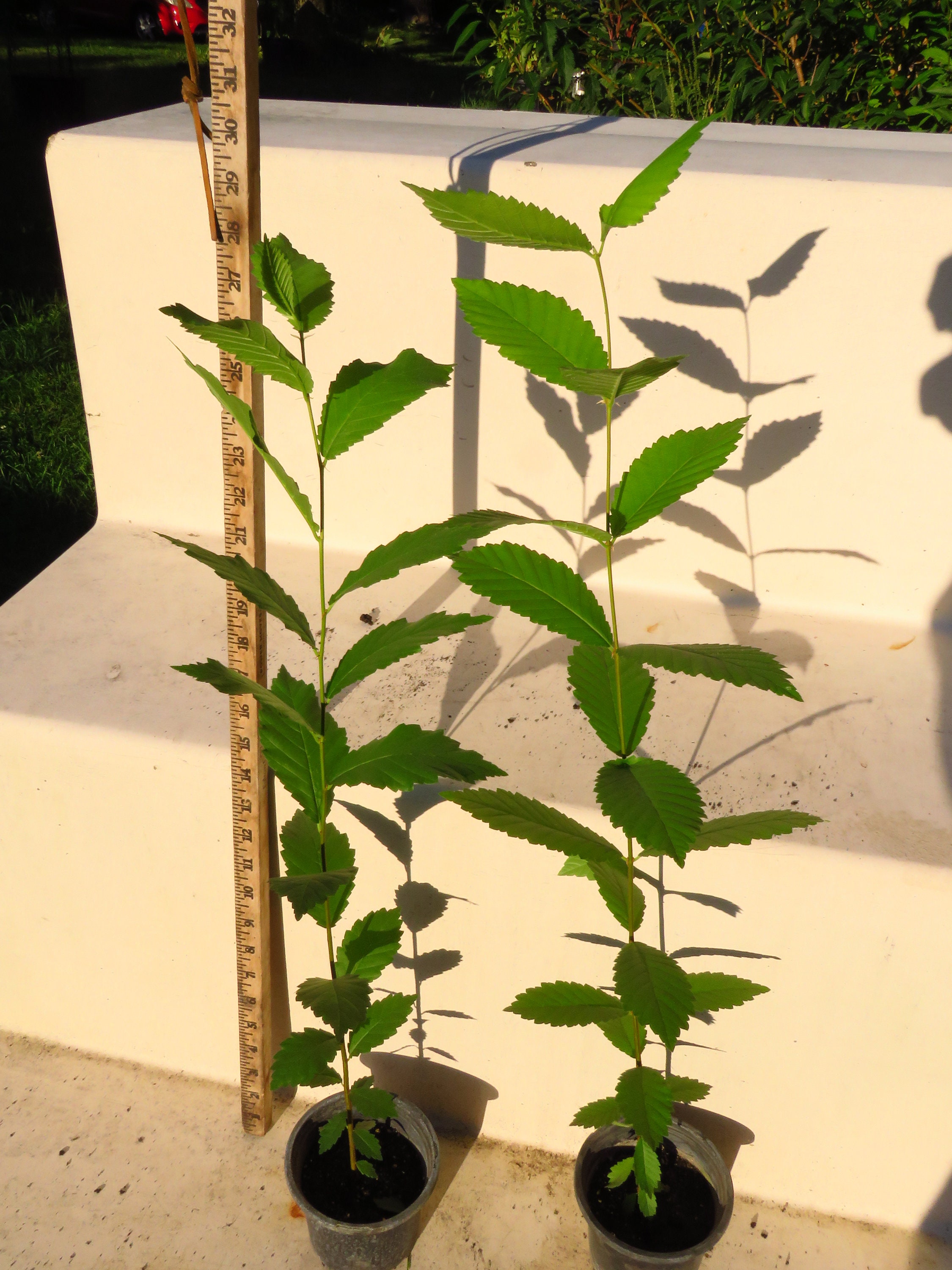 Chinese Elm Tree Pod