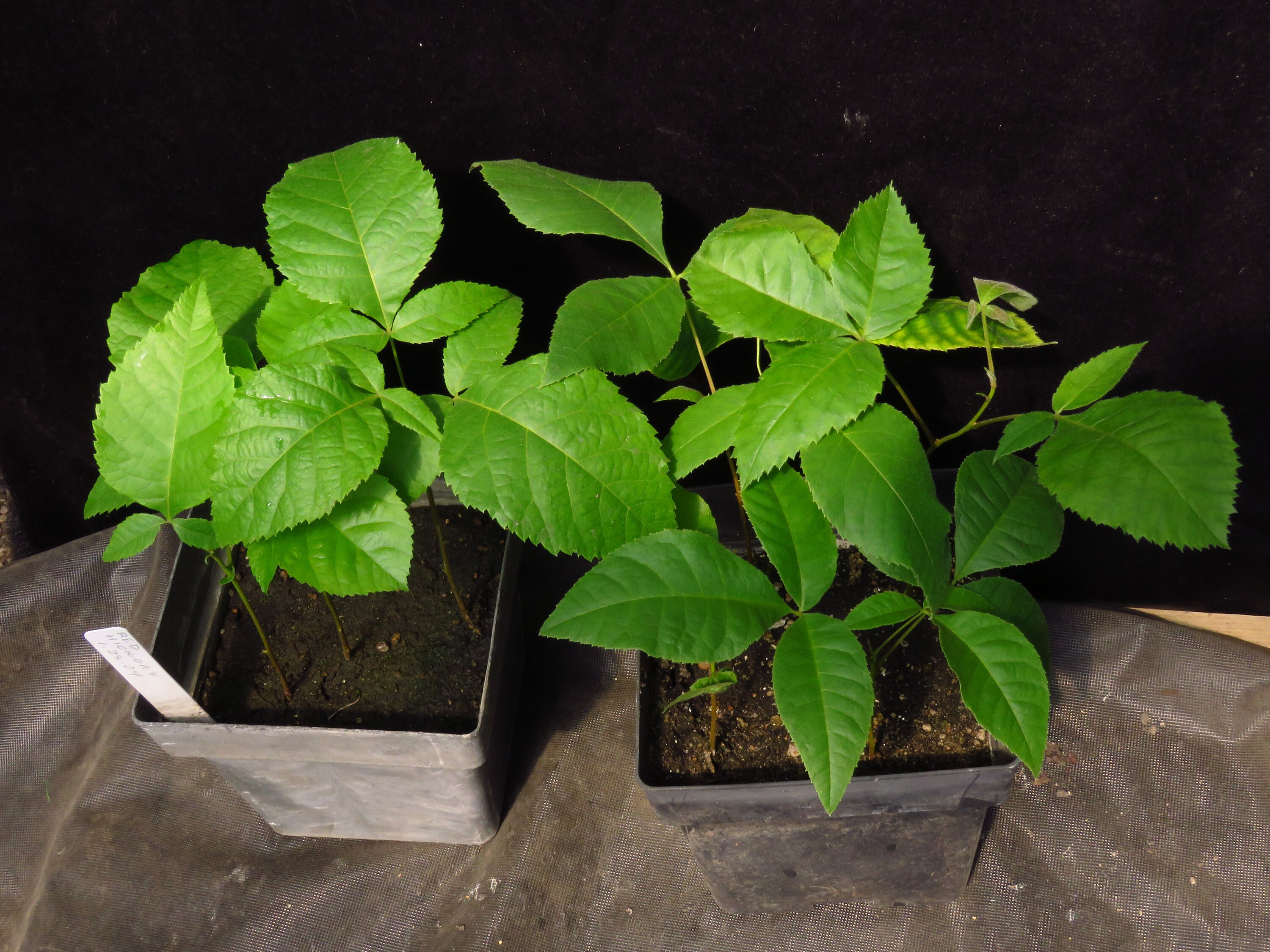 3 Red Hickory Tree Seedling Carya Ovalis - Etsy