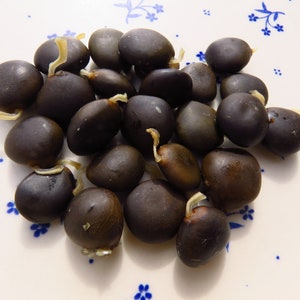 25 Kentucky Coffee Tree Seeds gymnocladus Dioicus - Etsy