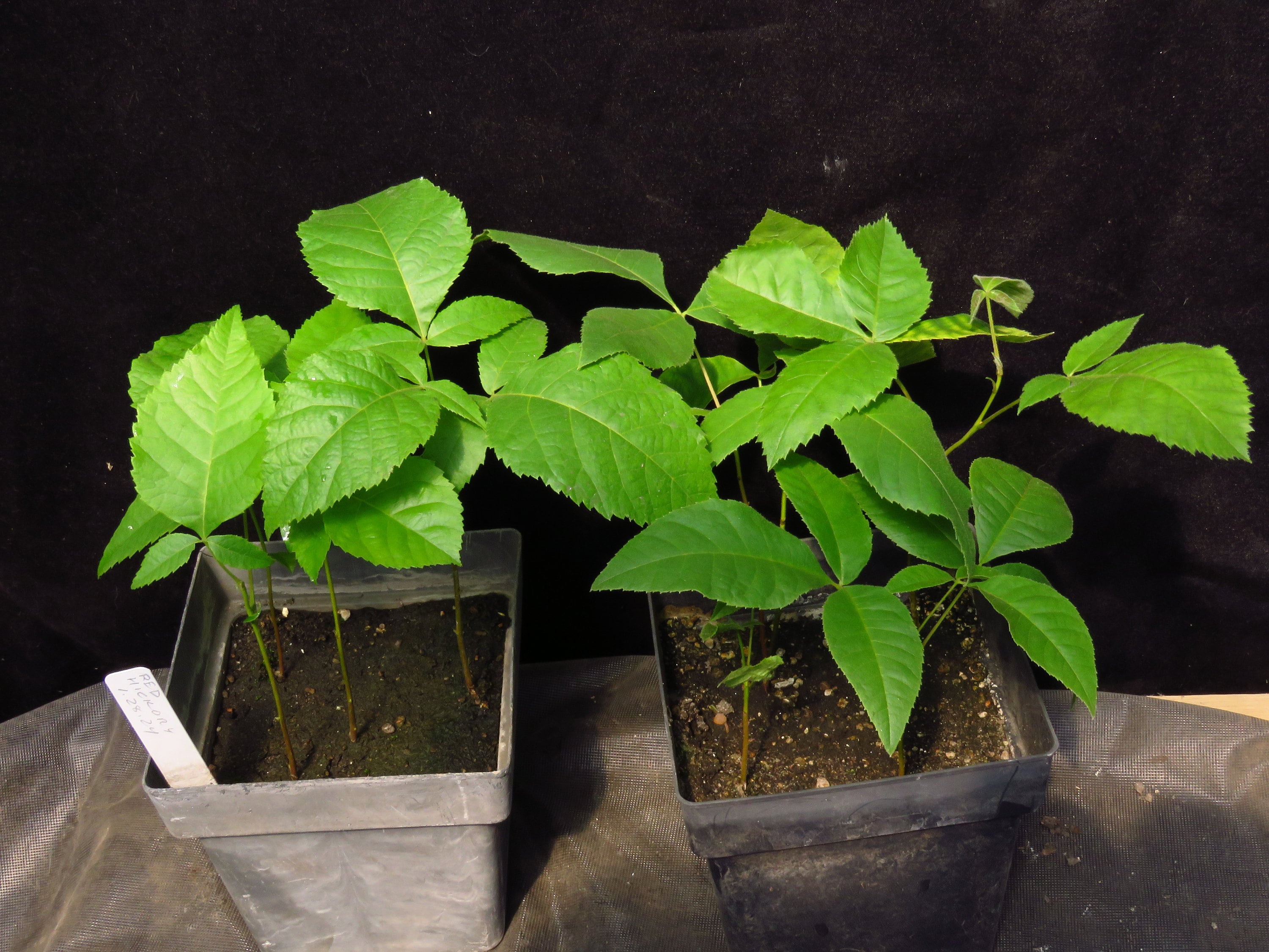 3 Red Hickory Tree Seedling Carya Ovalis - Etsy
