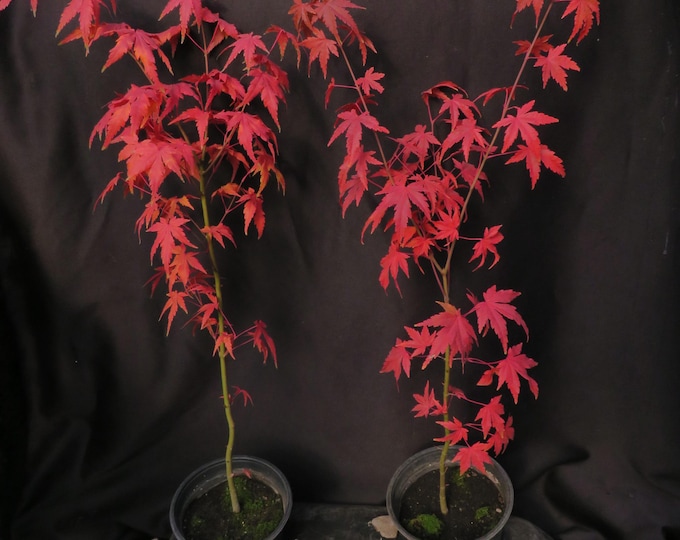 Acer Palmatum 'arakawa' Rough Bark Japanese Maple Tree 29 Inches Tall ...