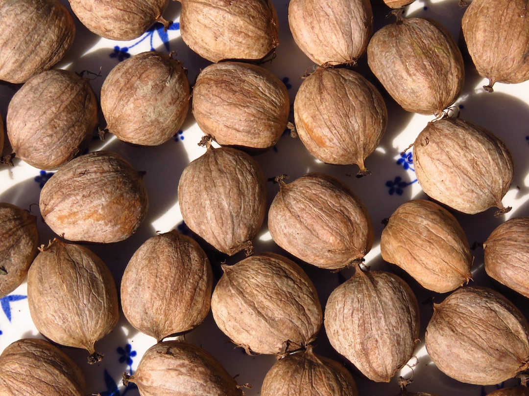 One Pound 75 Nuts Fresh Red Hickory Carya Ovalis Nuts 2023 Indiana Crop ...