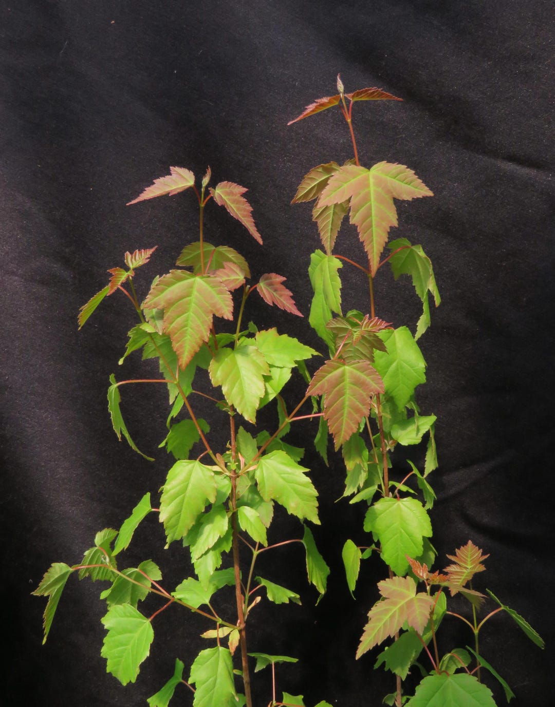 2 Amur Maple Acer Ginnala Sapling Trees 12-18 Inches Tall Intense Red ...